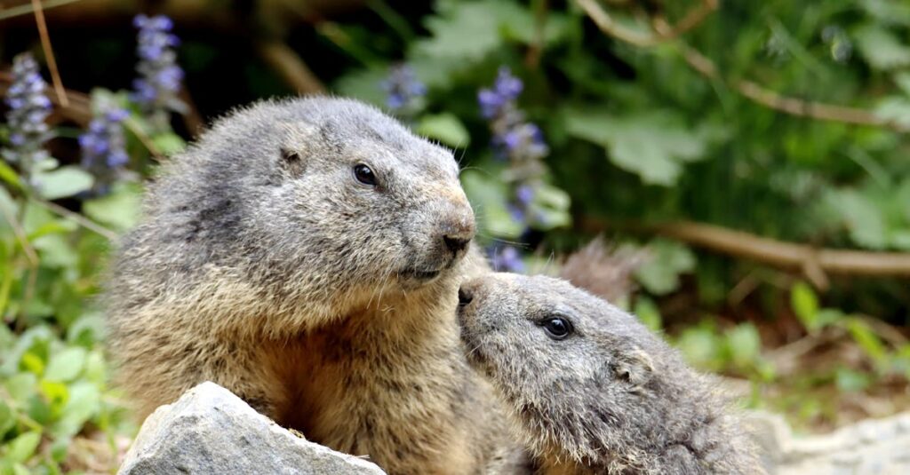 La journée de la marmotte : traditions et significations - L-echo